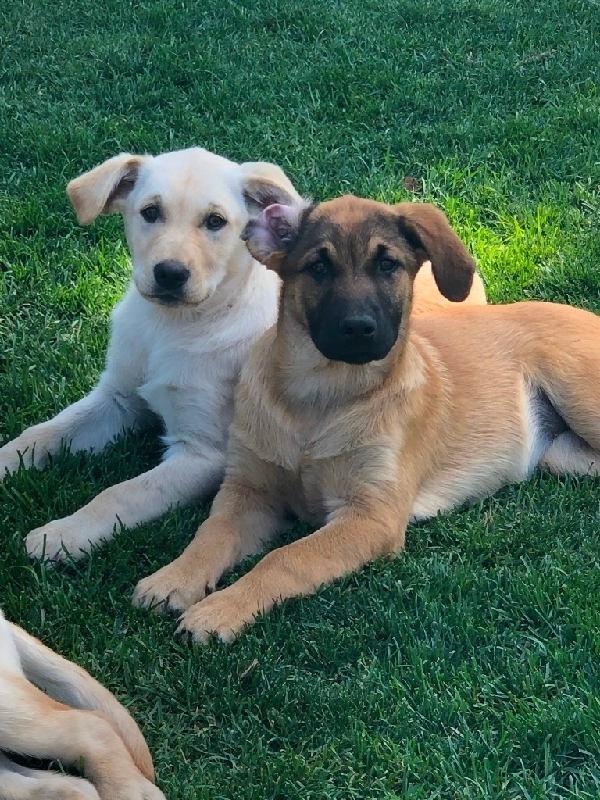 Belgian Malinois Golden Retriever Mix